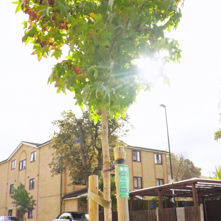 Community tree stewardship guide - Nature Towns & Cities